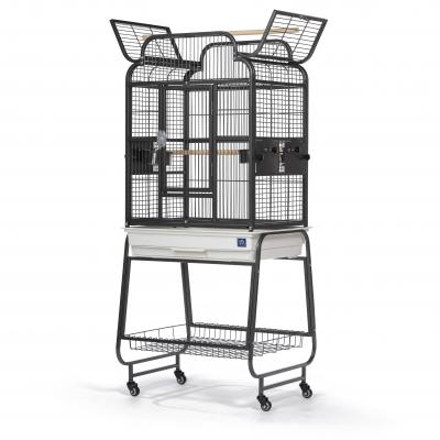CAGES – Colorsofbirds